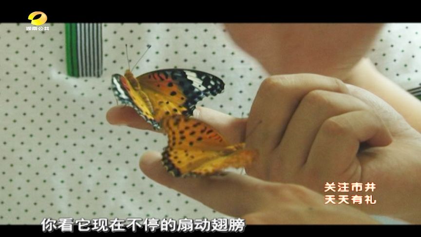 满足你的好奇心!见证蝴蝶从幼虫到破茧成蝶的过程