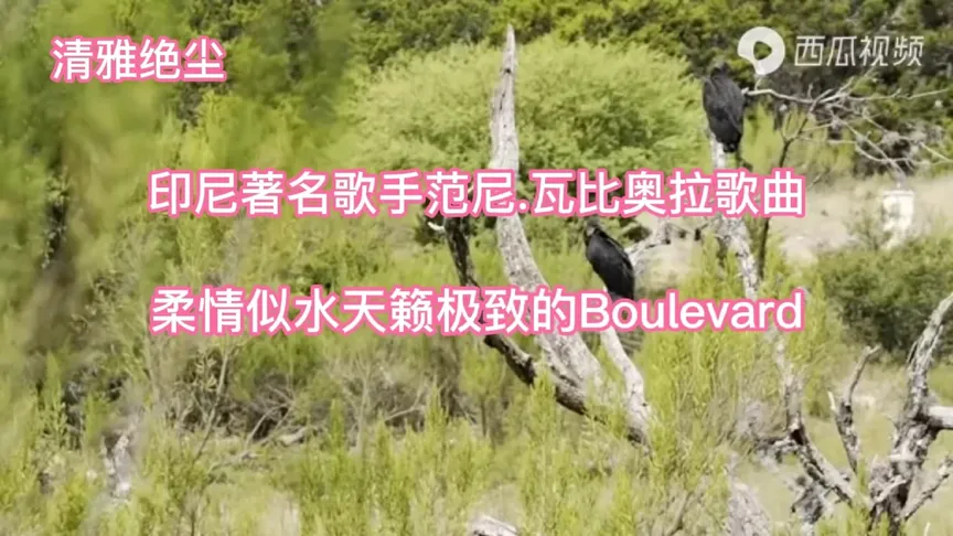 印尼著名歌手范尼.瓦比奥拉柔情万种天籁空灵的歌曲(Boulevard)
