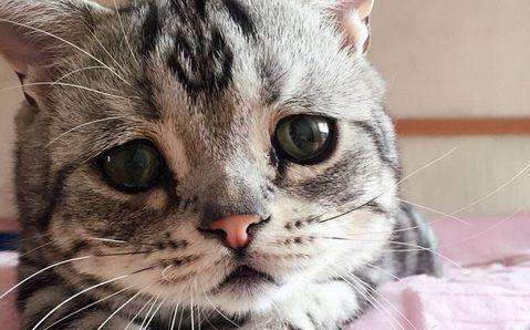 丧心病狂!小猫街头被大狗咬死 狗主人竟还使出阴招