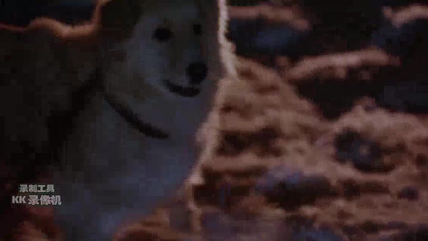 狗VS狼——狗被狼咬死了,可惜了