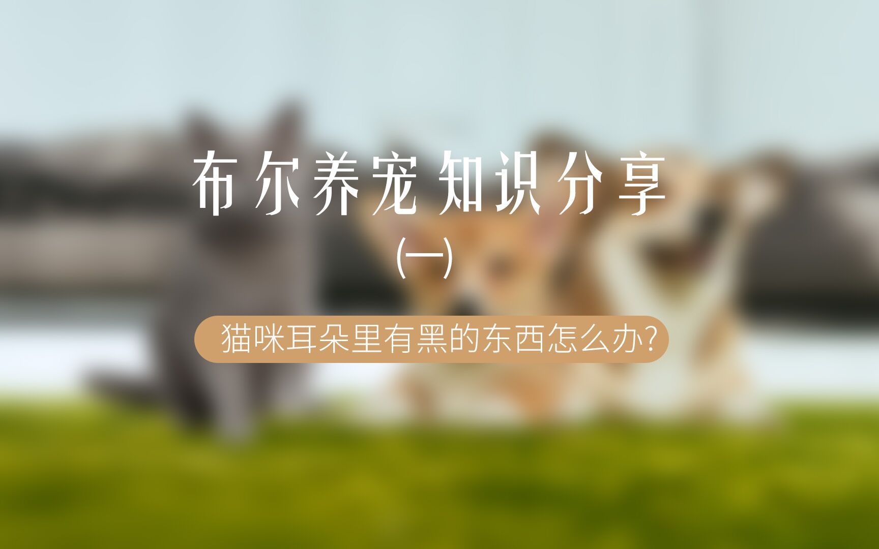 猫咪耳朵有黑色的脏东西怎么办呢?