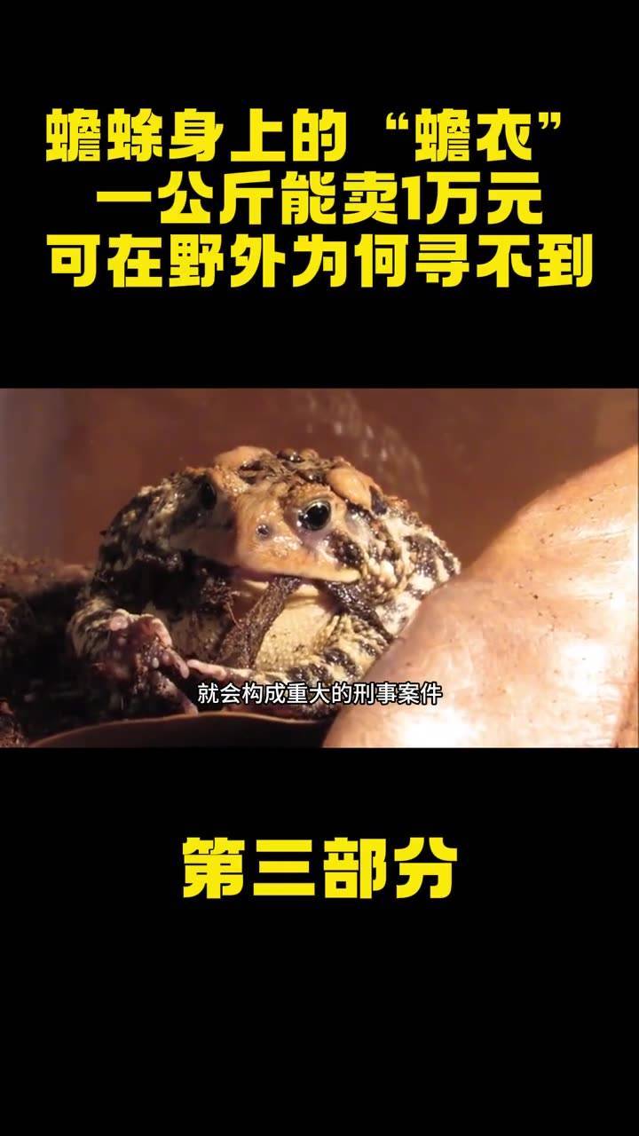 蟾蜍身上的"蟾衣"