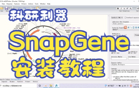 SnapGene手把手安装教程