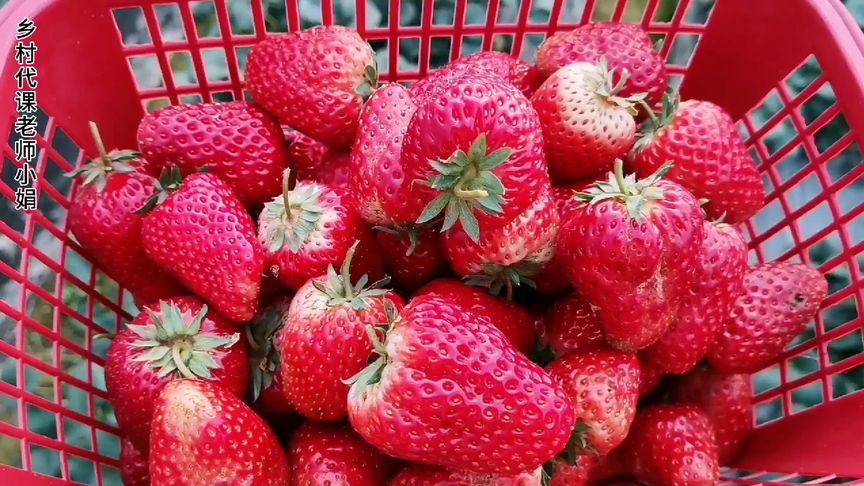 以前25块钱一斤的草莓,现在15块钱一斤,你那里的草莓多少钱呢?