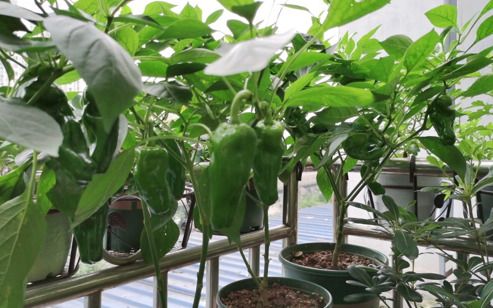 花盆种辣椒,一家人吃不完,今天终于说出了种植管理技术,学习了