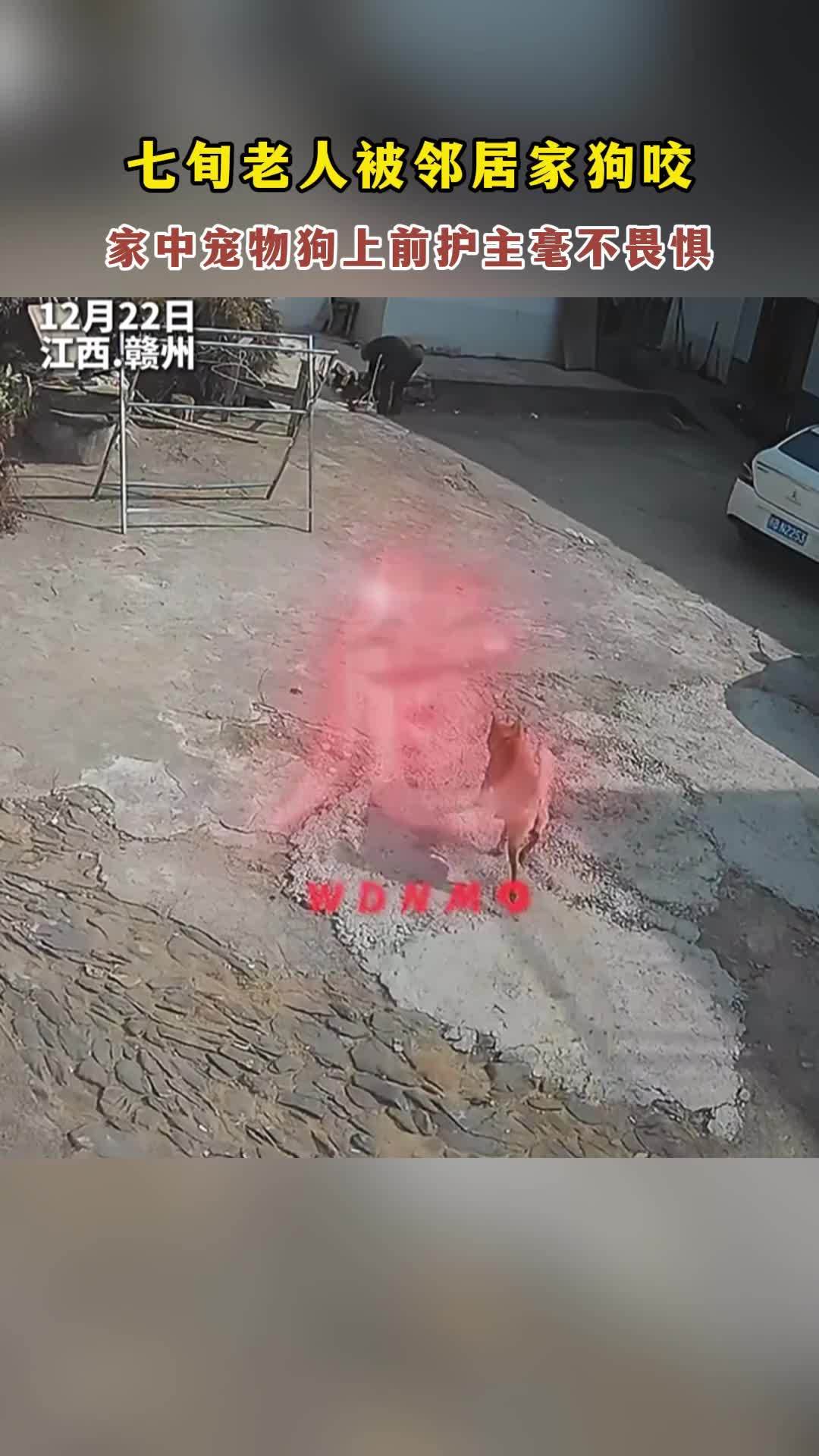 七旬老人被邻居家狗咬,家中宠物狗上前护主毫不畏惧