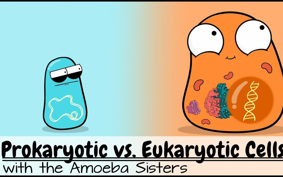【Amoeba Sisters科普】原核生物和真核生物(中英文字幕)