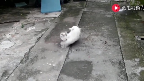 猫咪打架不可怕,可怕的是打架的猫咪会功夫