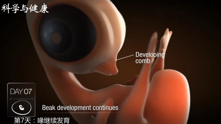 2分钟动画告诉你21天鸡蛋孵化的过程,看完会感叹生命的奇妙