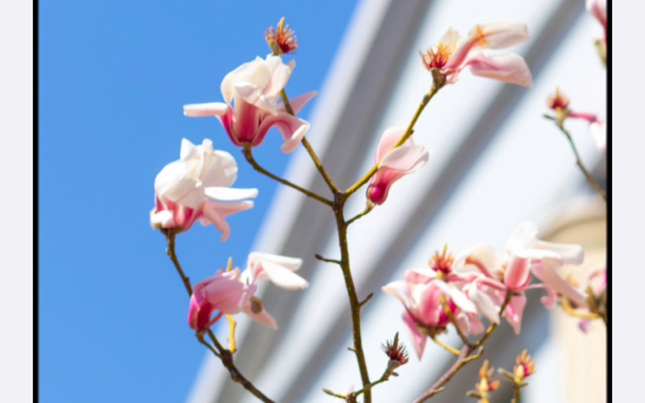 东风送暖,春意初至。让我们一起到哈工大(威海)校园中探索早春的美好!