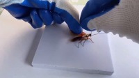 趣味实验室第二季 第2集 把蟑螂做成活体标本!它能活多久