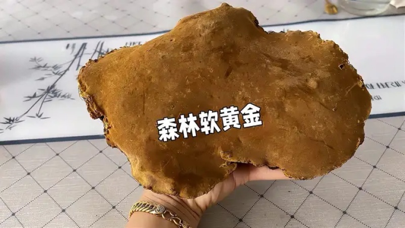 桑黄你了解多少?千万别再被懵了!