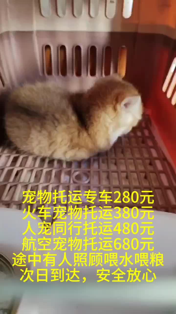 宠萌达宠物托运,宠物托运,人宠同行,航空宠物托运,宠物专车托运,托运...