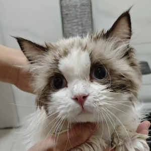 泡泡的未来会发光 