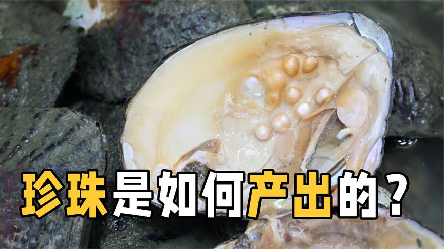 珍珠是怎样形成的?都是从蚌里产生的吗?答案和想象的不太一样