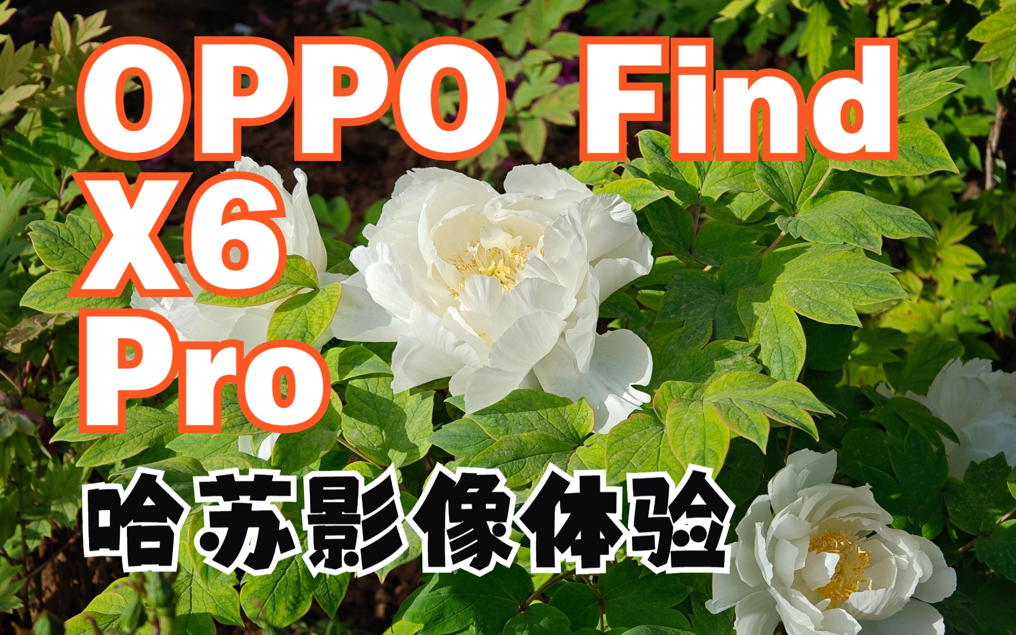 【绿厂】Find X6 Pro 景区实测,IMX890长焦媲美相机质感,都没989主摄...