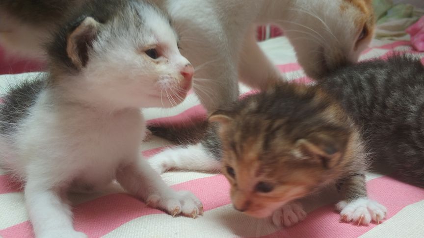 激萌猫宝宝出生全过程~ 猫妈妈辛苦了!