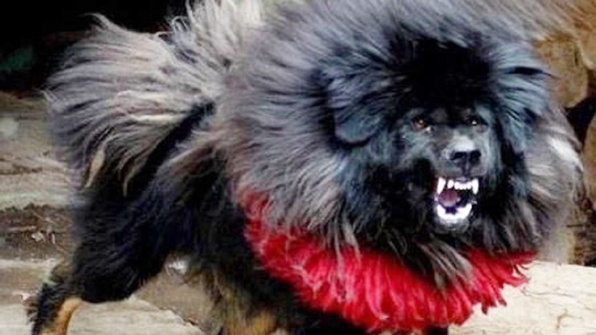 太恐怖!纯种“藏獒”大战比特犬,鬼獒凶残度120%,惨遭比特秒杀
