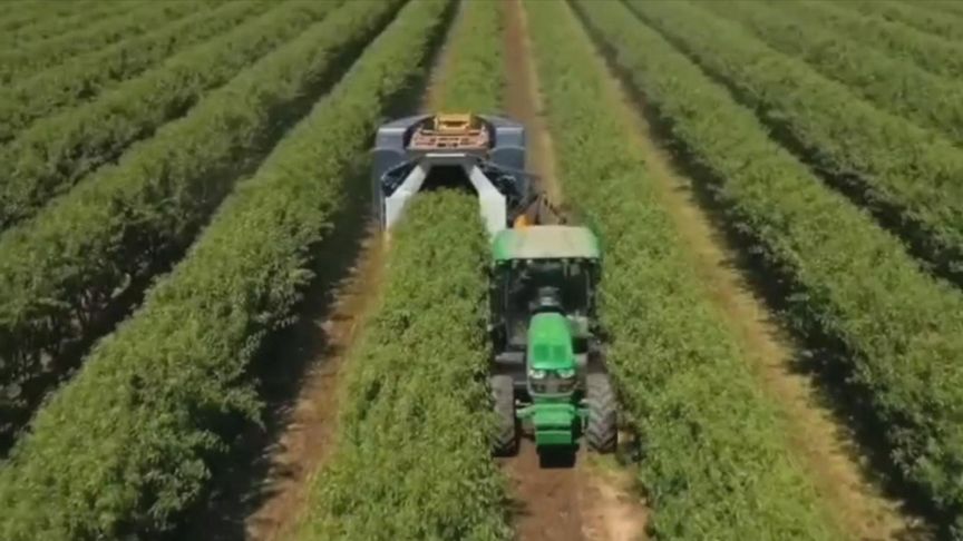 咖啡种植园中的自动采摘机,犹如一座巨大移动的拱门