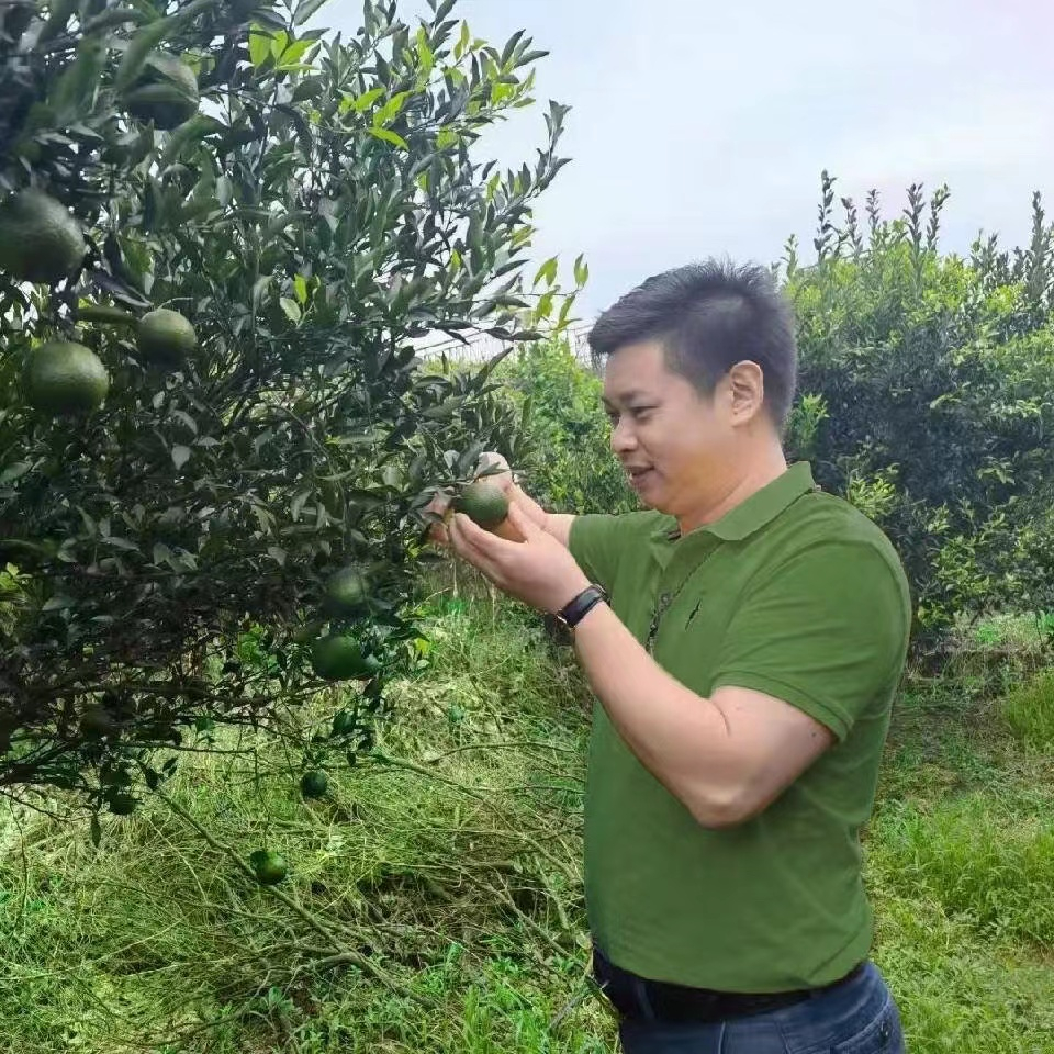 明哥陈皮 