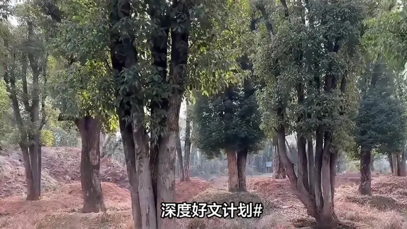 香樟树育苗技术,香樟树的生长习性是什么