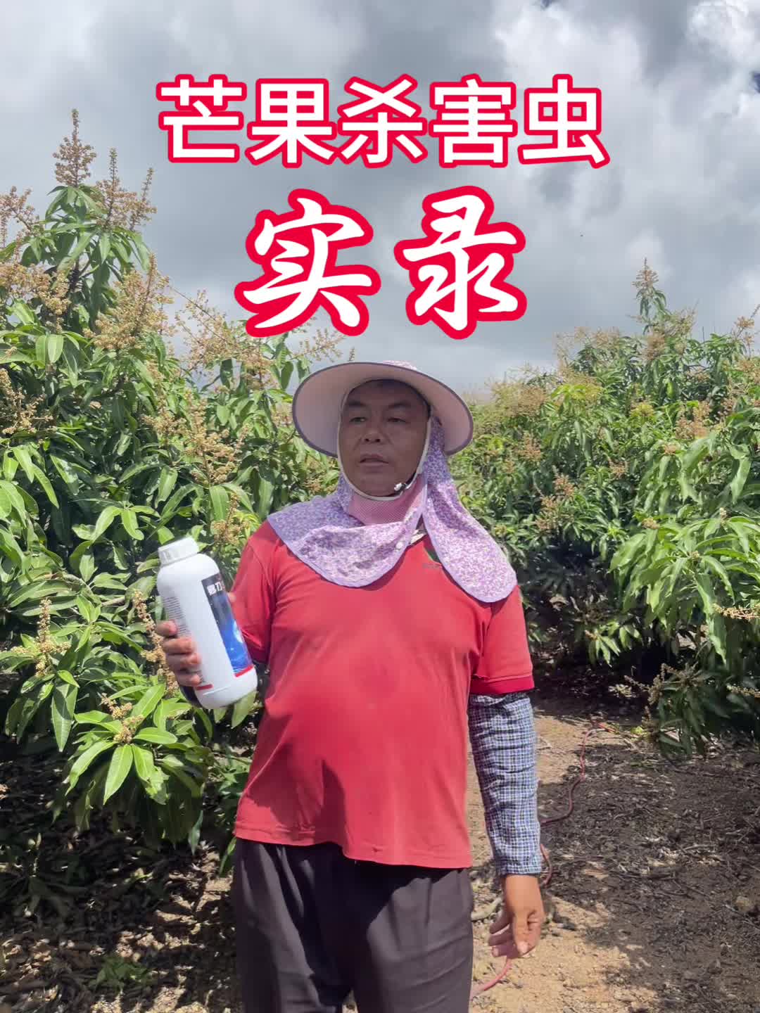 #芒果种植 #芒果管理技术 #赐刀