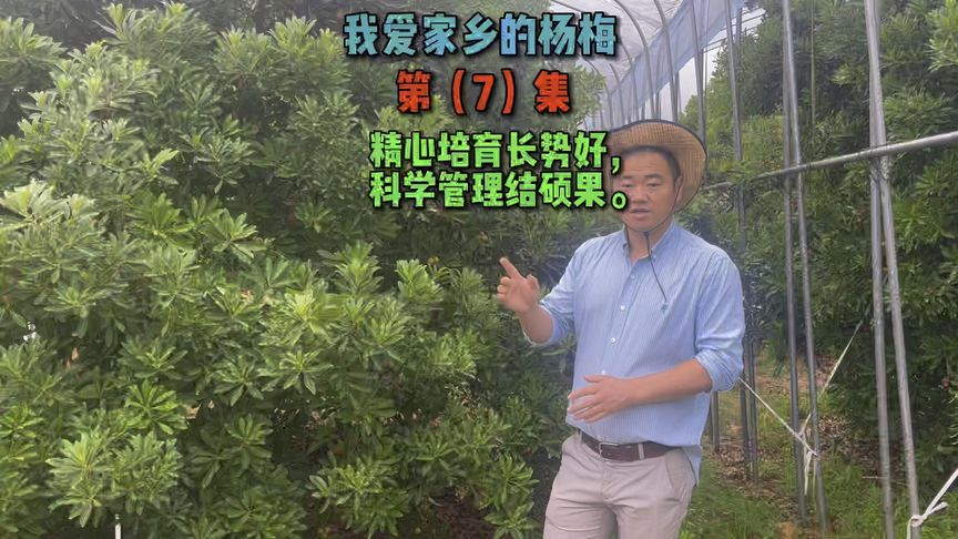 我爱家乡的杨梅(7):精心培育长势好,科学管理结硕果。