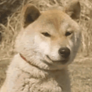 王尘it 