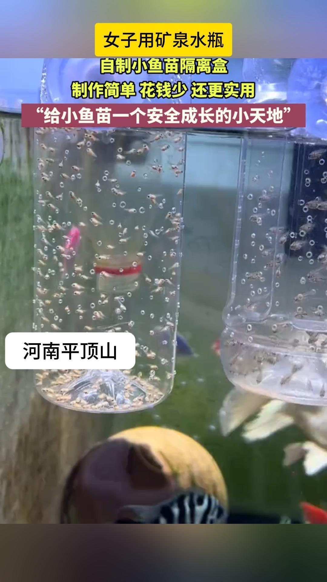 女子用矿泉水瓶制作简易版育苗隔离盒,便宜又实用