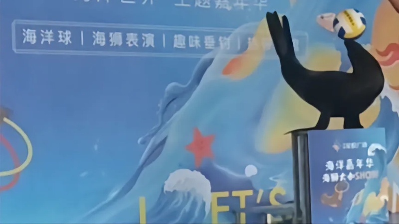 海狮表演,这家伙太聪明了