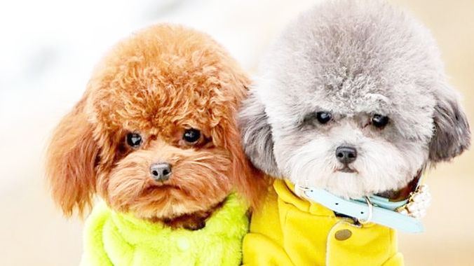全世界最聪明的三个犬种,泰迪排第二,你家的萌宠可能也上榜了