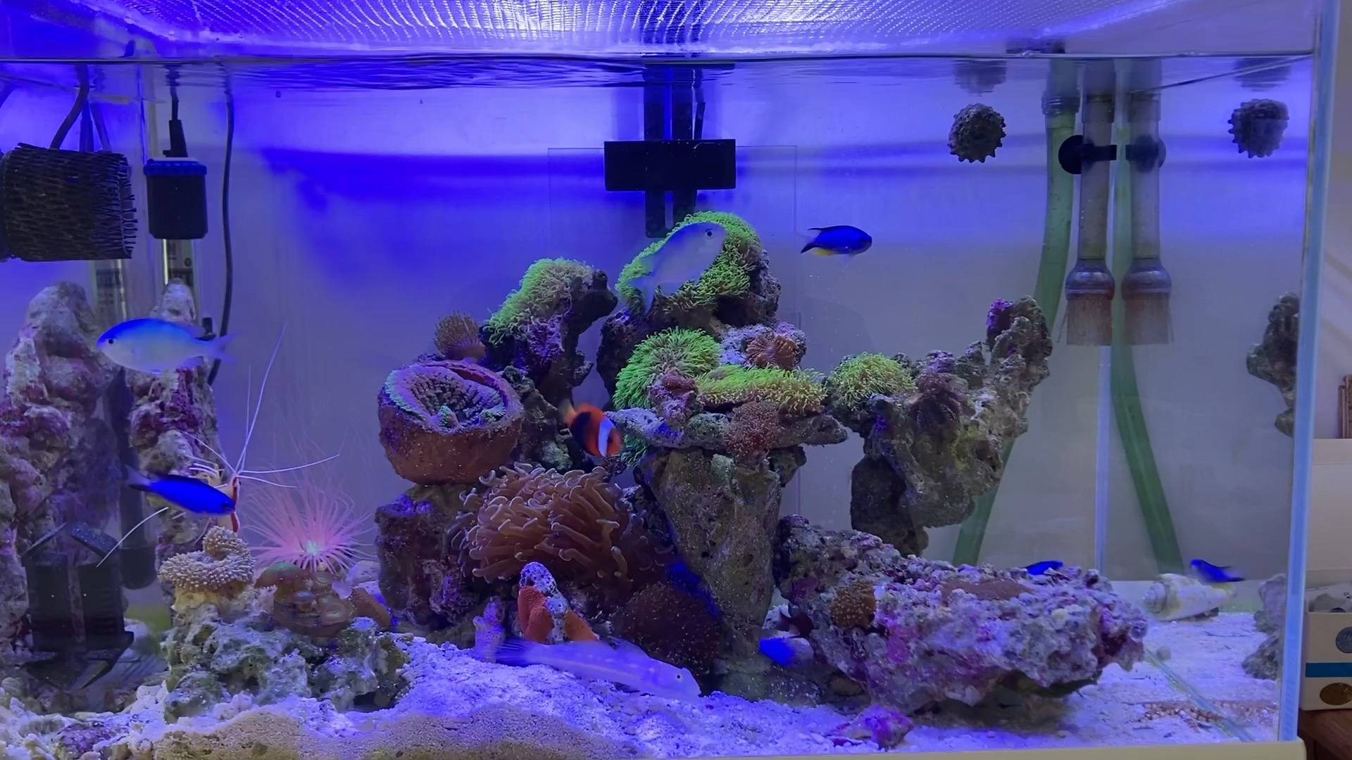 60过滤桶海缸