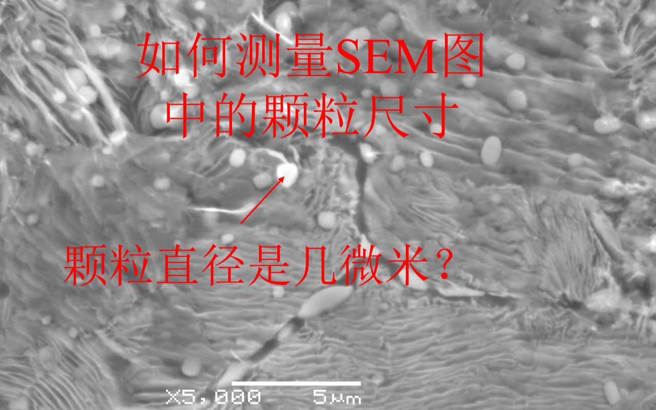 PS按图中比例尺量颗粒直径