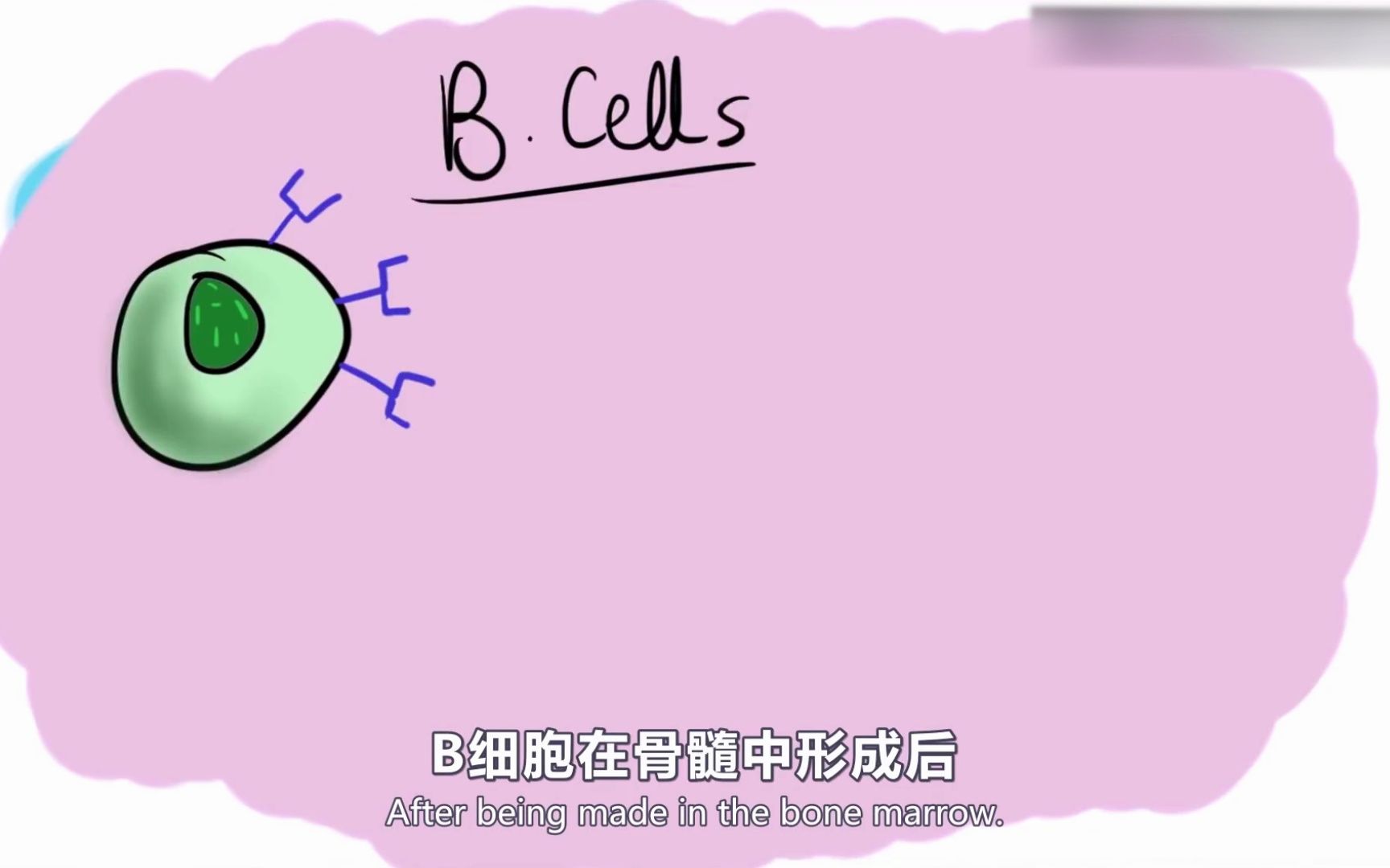 【哈尔滨冰江男科医院(分享)】B淋巴细胞和T淋巴细胞是如何抵御外敌...