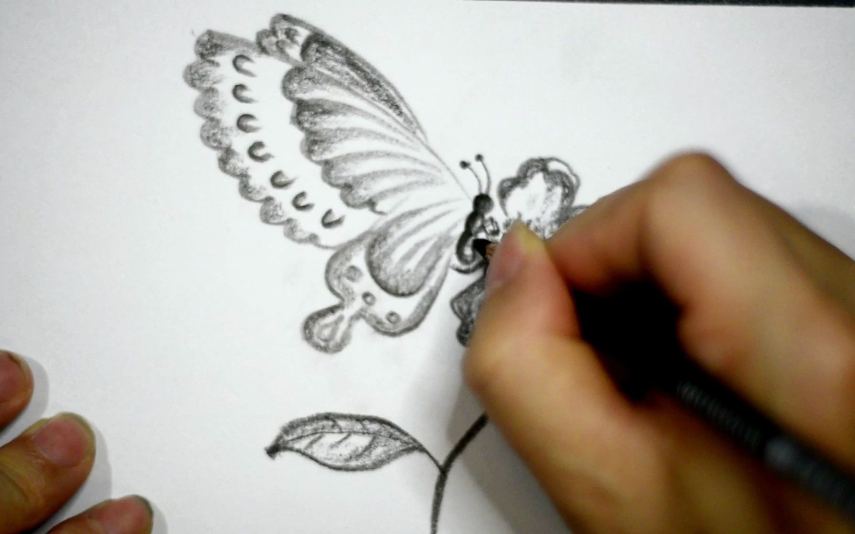 零基础画蝴蝶