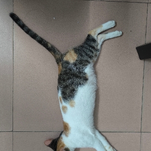 印小宇文印 