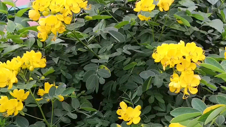 南方常见的绿化植物