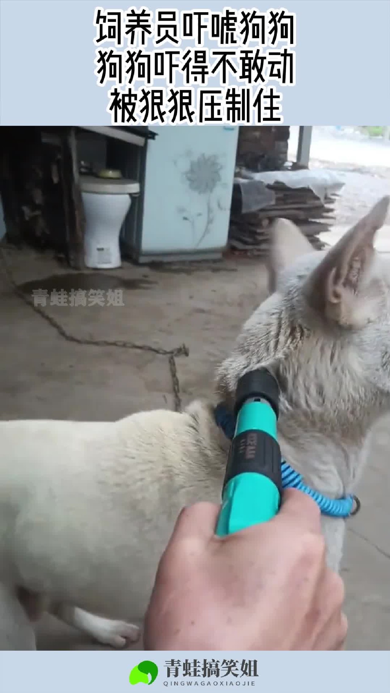 饲养员吓唬狗狗,狗狗吓得不敢动,被狠狠压制住!