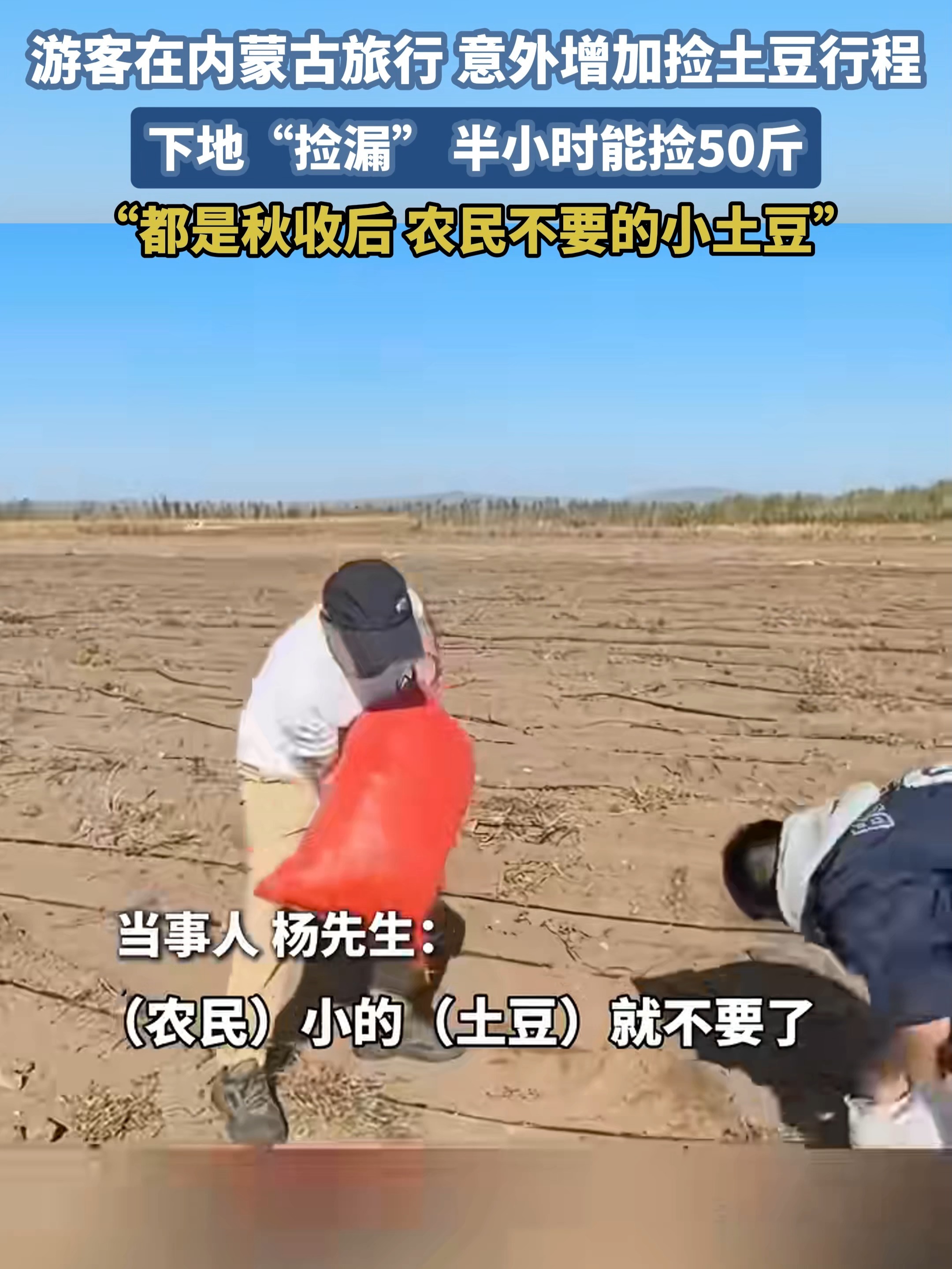 游客在内蒙古旅行意外增加捡土豆行程 下地"捡漏"