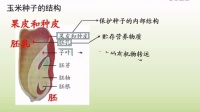 【万唯教育】生物—识图微课·种子的结构
