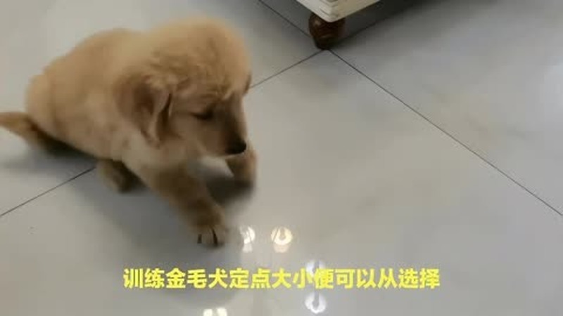 金毛犬怎么训练大小便比较快