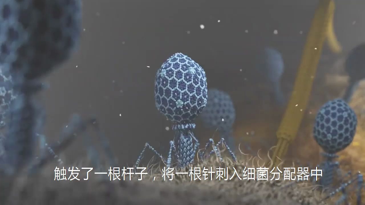 T4噬菌体 群殴 攻击大肠杆菌 细菌杀灭细菌 大肠杆菌的克星