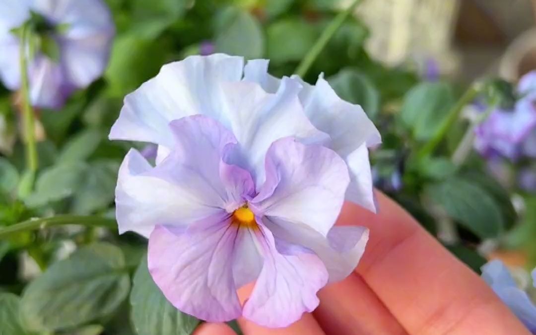 大家想知道的角堇品种名#紫色墨水改良#雪球 #甜妹紫粉 #白日梦 #皱...