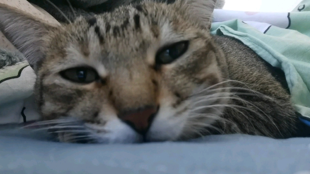 哄猫睡觉(无呼噜版),内含大量吧唧嘴(1min后)