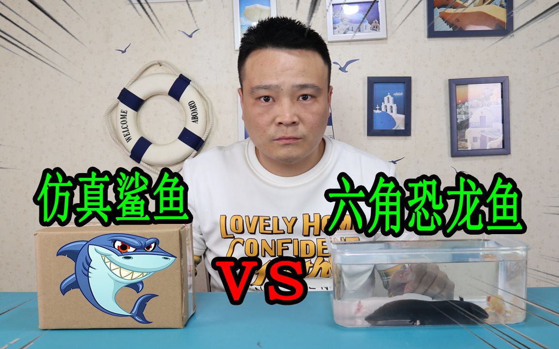 小浪哥花48元买了一条仿真鲨鱼,和六角恐龙鱼放在一起会发生什么?