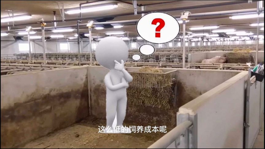 养猪200%以上的利润,大养猪场是如何降低成本的,小场开始就输了