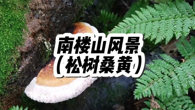 松树桑黄 八月中旬,在原始森林的倒掉的黑松树上