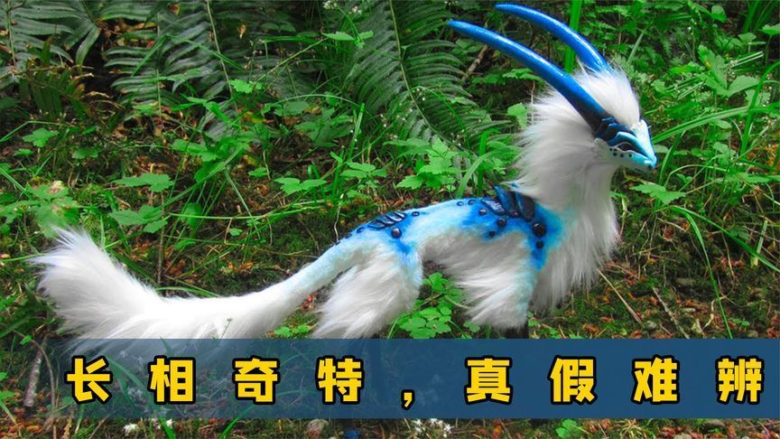 盘点自带PS效果的神奇动物!