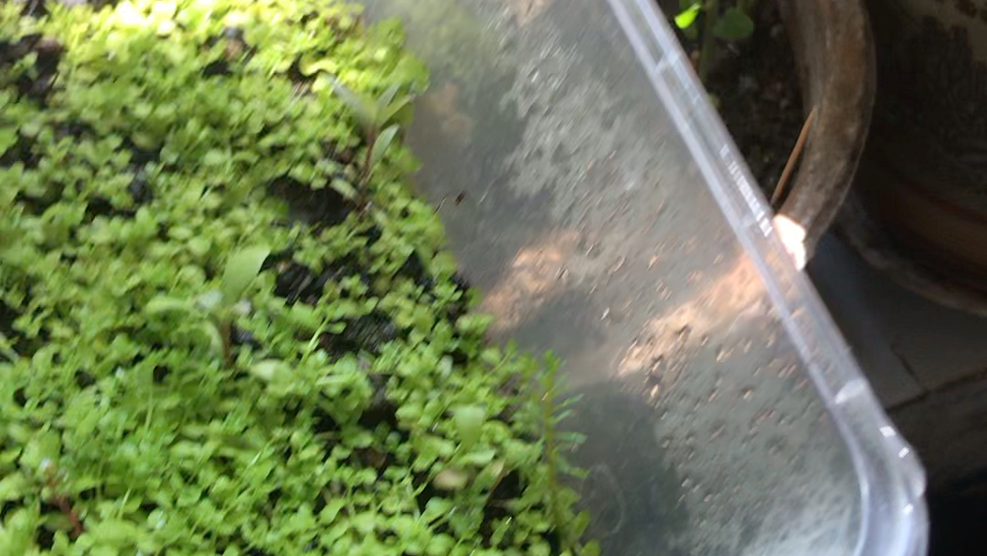 为什土培爬地矮珍珠发黄
