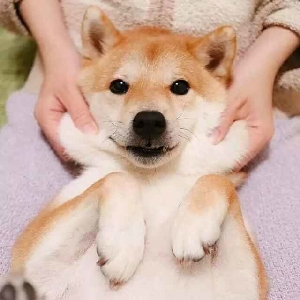 小狗骑士jx 